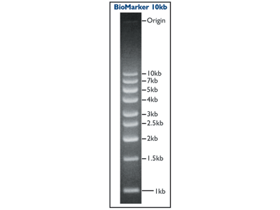 BioMarker™ 10kb DNA Ladder | 1kb - 10kb Size Range — BioVentures, Inc.