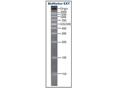 BioMarker™ EXT DNA Ladder | 50-2000bp Range — BioVentures, Inc.